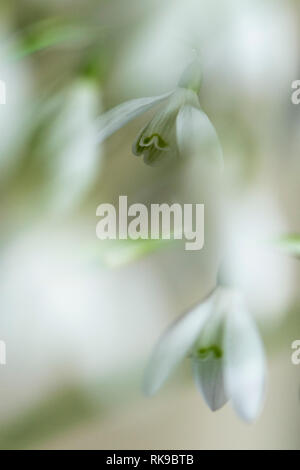 Close up of snowdrops taken indoors with natural light Stock Photo - Alamy