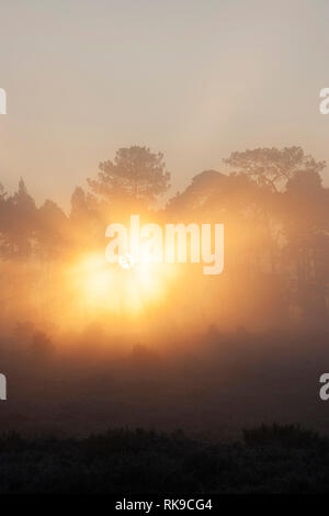 Misty sunrise Amberwood Inclosure from Hampton Ridge New Forest ...