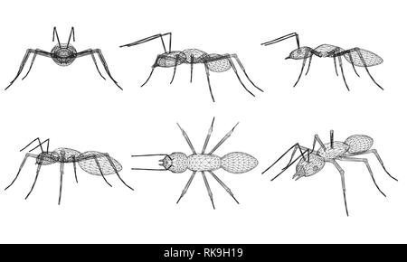 Vector illustration of Ant anatomy Stock Vector Art & Illustration ...