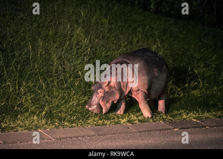 Hippo in St Lucia South Africa, Hippos at Lake St. Lucia South Africa ...