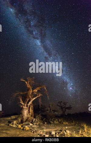 Baobab trees and the milkyway Stock Photo - Alamy