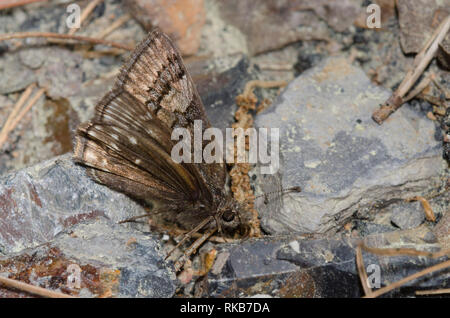 Dreamy Duskywing (Erynnis icelus Stock Photo - Alamy