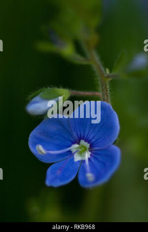 Veronica chamaedrys Germander speedwell – deep blue flowers with two ...