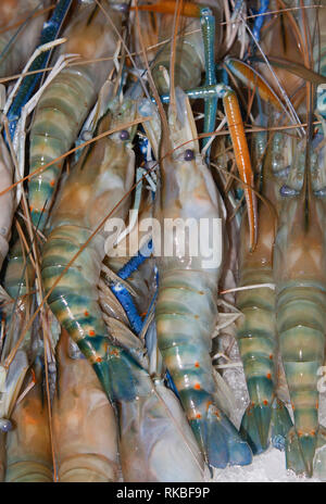 Giant Freshwater Prawn and king prawns isolated Stock Photo - Alamy