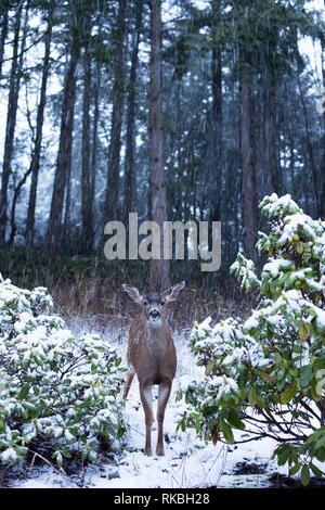 Deer in snow near Eugene, Oregon, USA Stock Photo - Alamy