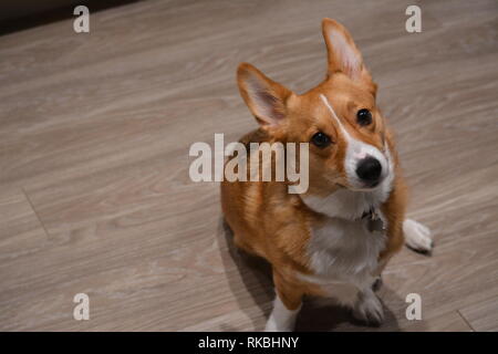A young male red-sable Pembroke Welsh Corgi in his home, Boston ...