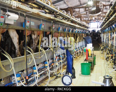 Kfar Vitkin, Israel. 22nd Jan, 2019. Employees connect Holstein ...