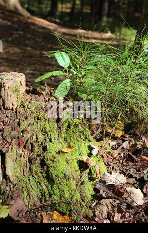 A clump of Pine Tree saplings sprouting up through the forest floor ...