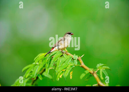 Red avadavat (Amandava amandava) female bird perching on dry bushes in ...