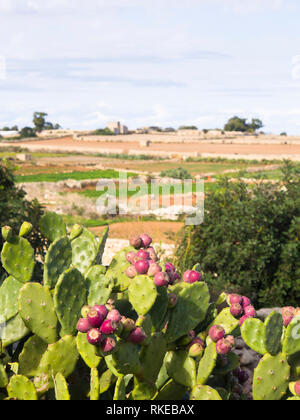 Fields of Prickly pear cacti, Opuntia ficus-indica, cultivated for ...