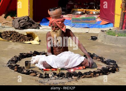 Holy cow at Sangam, the confluence of the holy rivers Ganges, Yamuna ...