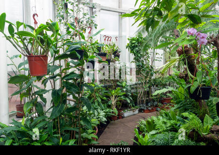 Beautiful plants inside the greenhouse of the Conservatory of Flowers ...