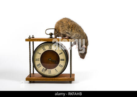 Rat and vintage clock on a white background Stock Photo - Alamy