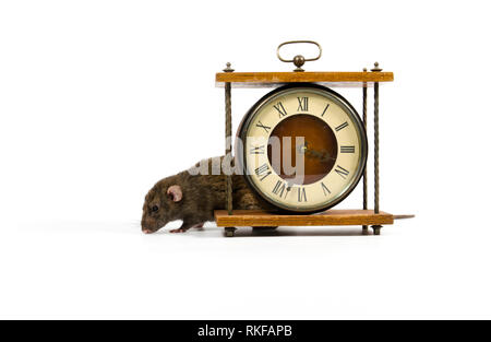 Rat and vintage clock on a white background Stock Photo - Alamy