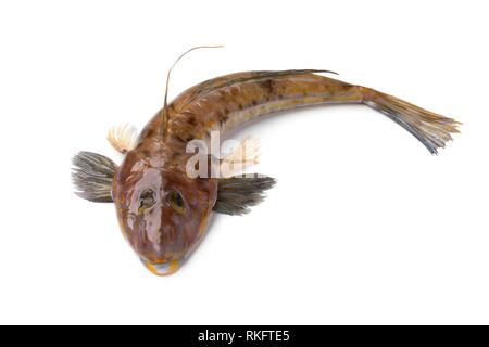 Fresh raw flathead fish isolated on white background Stock Photo - Alamy
