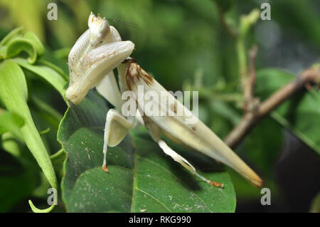 Male Orchid Mantis Stock Photo - Alamy