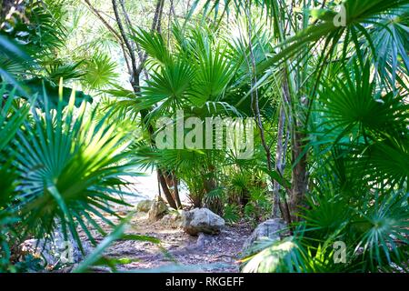 Rainforest jungle in Riviera Maya at Mayan Mexico Stock Photo - Alamy