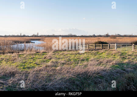 Newly reclaimed fenland at the RSBP nature reserve at Over ...