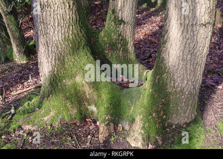 old coppiced tree Stock Photo - Alamy