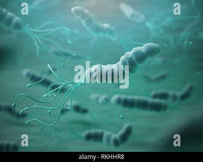 Helicobacter Pylori in the Human Stomach Viewed at 400x Magnification ...