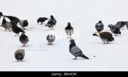 Winter season and seasonal specific. Flock of pigeons in the city ...
