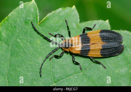 Banded Net-winged Beetle (Calopteron discrepans Stock Photo - Alamy