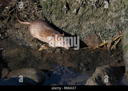 Douro River Rats: well adjusted, ie, good swimmers, fast and well ...
