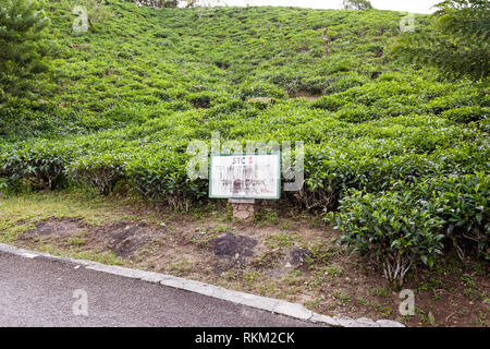 Tea production at the tea factory of the Seychelles Trading Company ...
