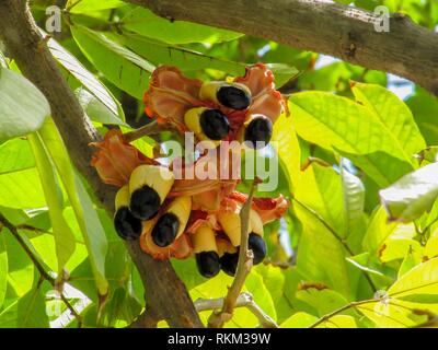 Ackee (Blighia sapida) close-up of fruit and leaves, Freedom Stock ...