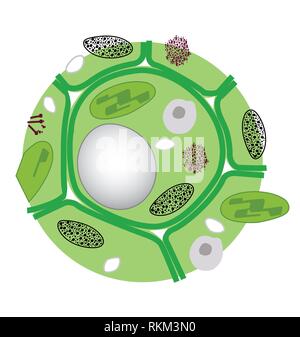 Structure of Cellulose cell. Illustration Stock Photo - Alamy