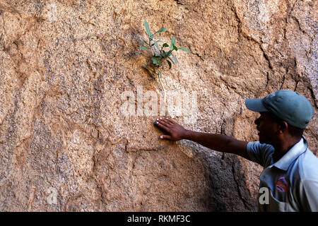 Native Namibian man pointing at San rock art at Spitzkoppe, Namibia ...