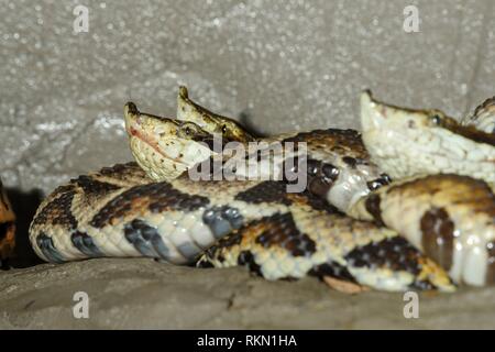 Sharp-nosed viper (Deinagkistrodon acutus) on dead leaves on black ...