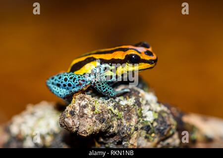 Variable Poison Frog (Ranitomeya variabilis), Pastaza province, Ecuador ...