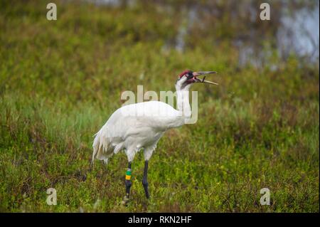Whooping crane (Grus americana) Eating a snake it has captured, Aransas ...