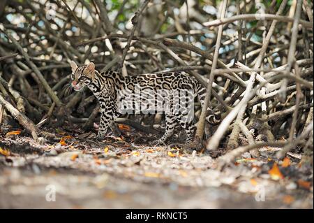 Ocelot, leopardus pardalis, Adult Stock Photo - Alamy