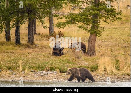 Grizzly bear scratching back to tree Stock Photo - Alamy