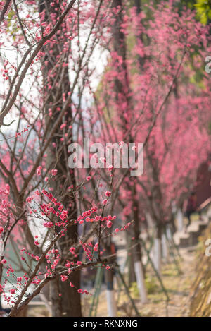 Red plum trees in bloom in springtime with eucalyptus in the background ...