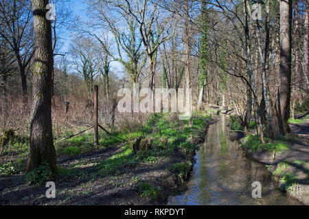 Oak woodland Pamber Forest Hampshire and Isle of Wight Wildlife Trust ...