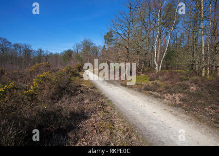 Track through Pamber Forest Hampshire and Isle of Wight Wildlife Trust ...
