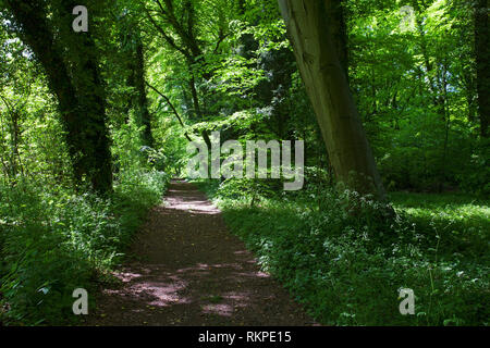 Footpath through beech woodland Chappetts Copse Hampshire and Isle of ...