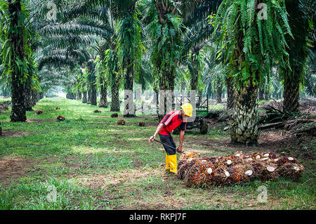 Worker make a routine activities (harvesting and fertilization) in oil ...