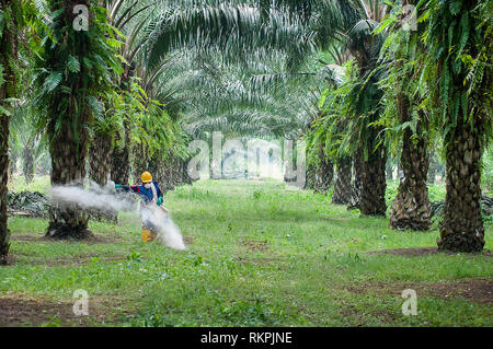 Worker make a routine activities (harvesting and fertilization) in oil ...