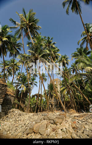 Collapse wall of fort and the palm trees Stock Photo - Alamy