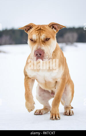 Working Pit Bulldog Stock Photo - Alamy