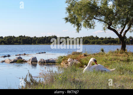 Zablace / The village on the Adriatic Sea near Sibenik (Croatia Stock ...