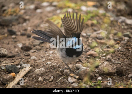 Eastern Superb Fairywren (Malurus cyaneus cyanochlamys) Aves Stock ...