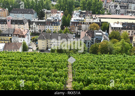 Vineyards, Freiburg, Baden-Wurttemberg, Germany, Europe Stock Photo - Alamy