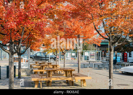 Lovely red maple leaves with some benches at Toronto, Canada Stock ...