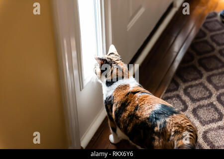 Sad, calico cat sitting, looking through small front door window on ...