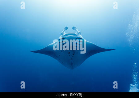 closeup of underside of giant manta ray with remora parasite fish on it ...